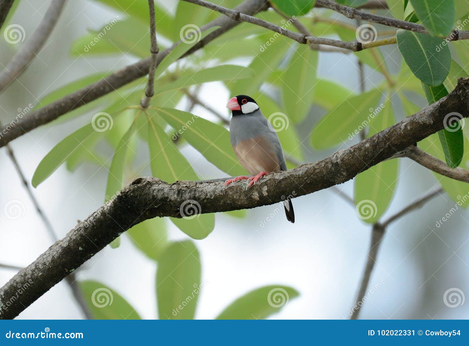 Java Sparrow Lonchura Oryzivora Stock Image - Image of thailand, thai ...