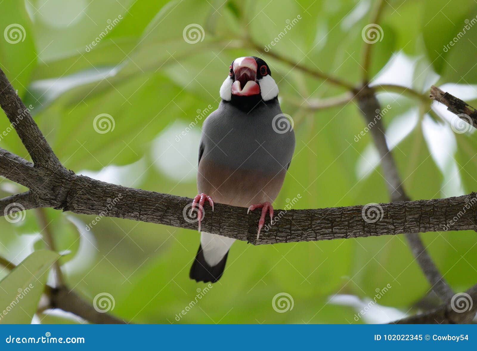 Java Sparrow Lonchura Oryzivora Stock Image - Image of alone, asia ...