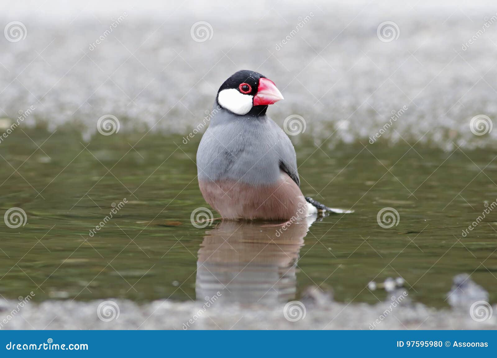 Java Sparrow Lonchura Oryzivora Cute Birds in the Water Stock Photo ...