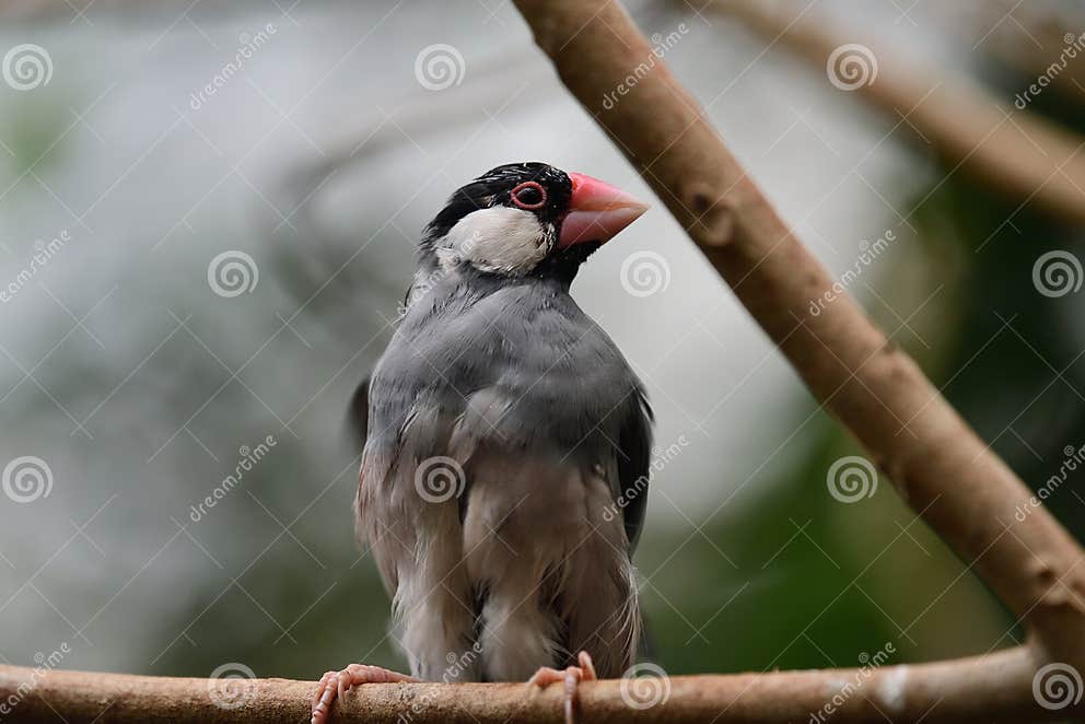 Java Sparrow Lonchura Oryzivora Stock Image - Image of nature, avian ...