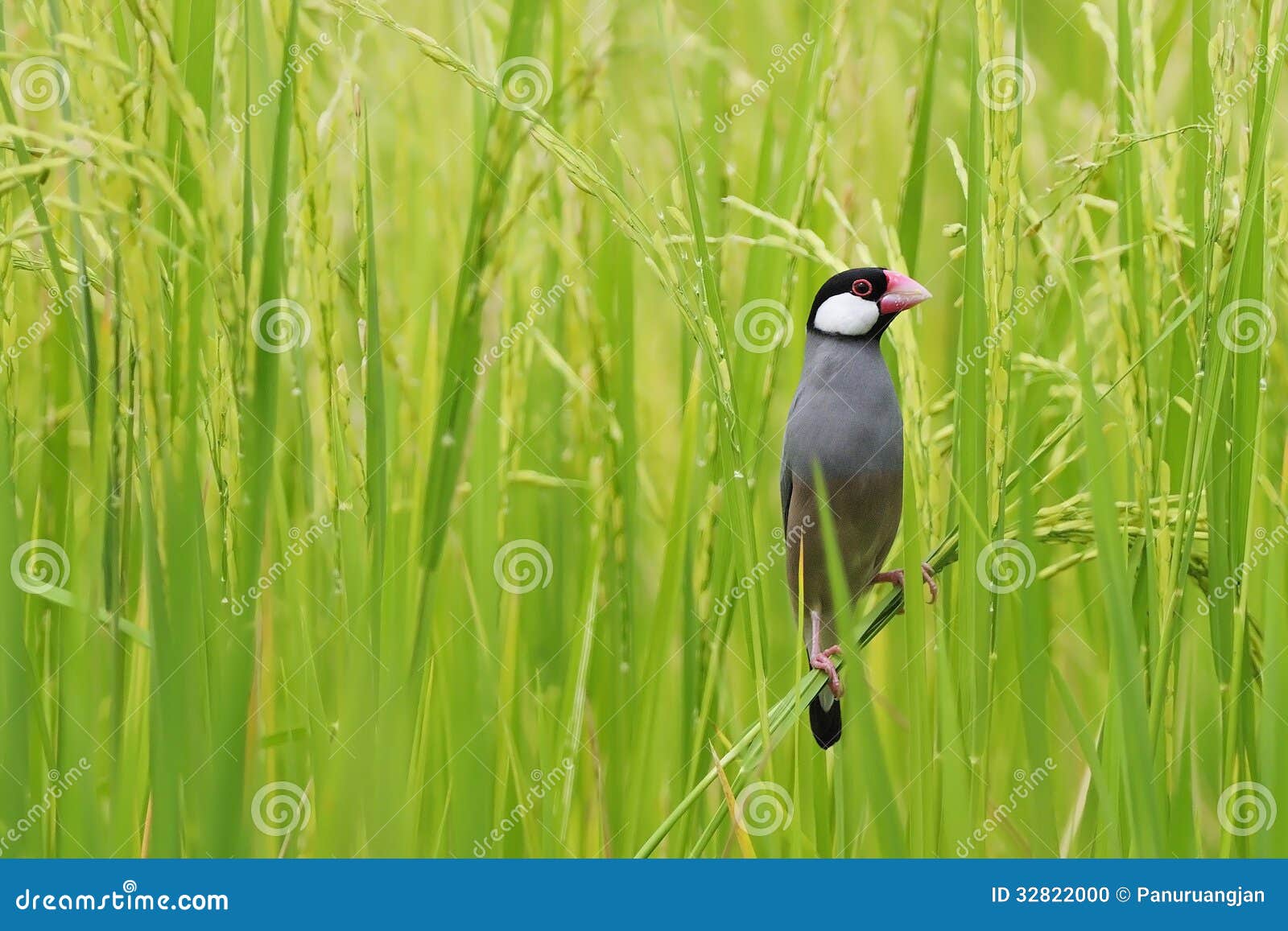 Java Sparrow stock photo. Image of oryzivora, sparrow - 32822000