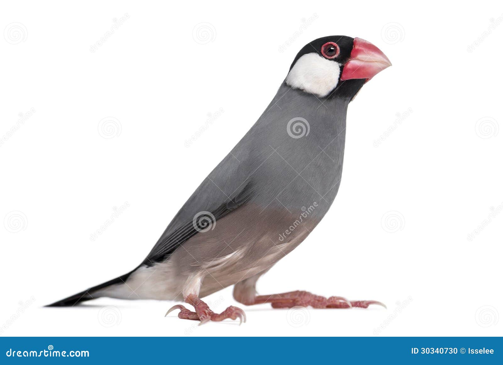 Java Sparrow - Padda Oryzivora Stock Photo - Image of standing ...