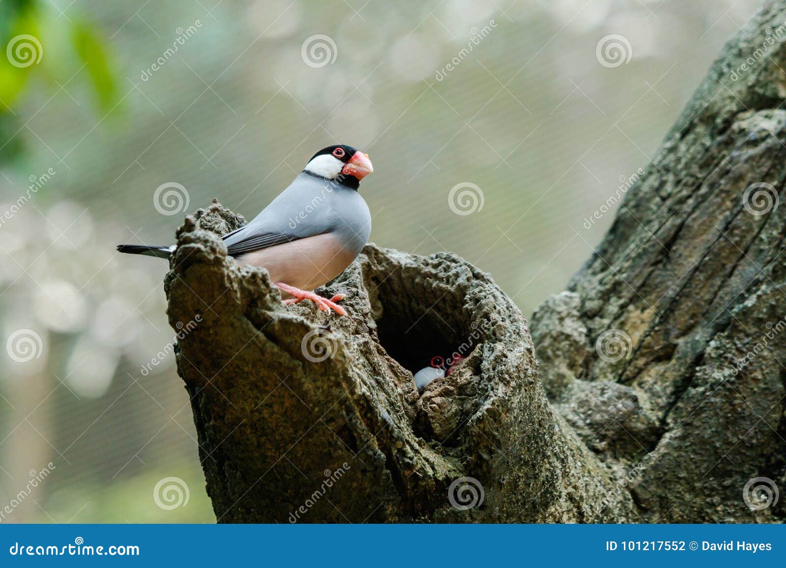 Java Sparrow Pair on Tree, One Inside Hollow. Stock Photo - Image of ...