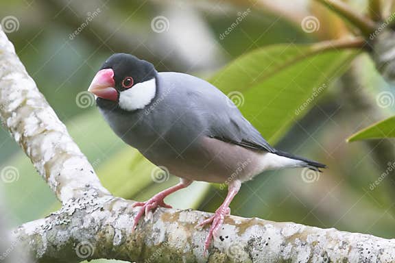 Java Sparrow Perched on a Branch Stock Photo - Image of nature, java ...