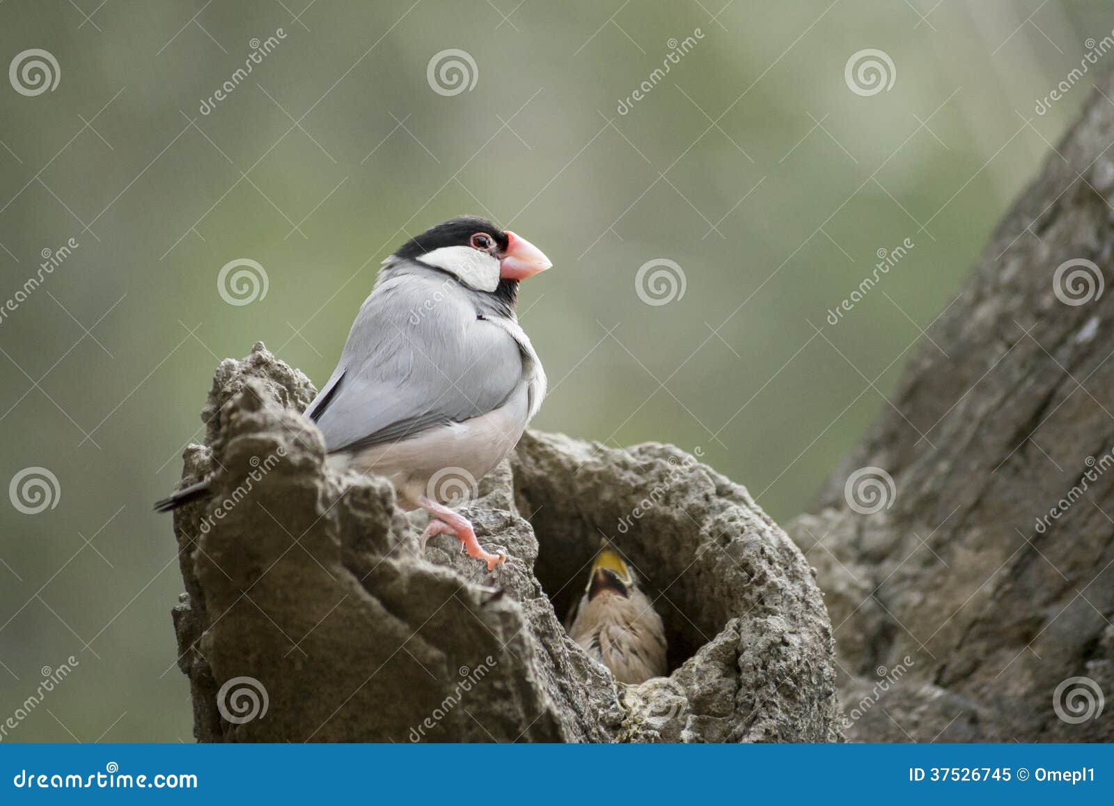 Java Sparrow y bebé imagen de archivo. Imagen de negro - 37526745