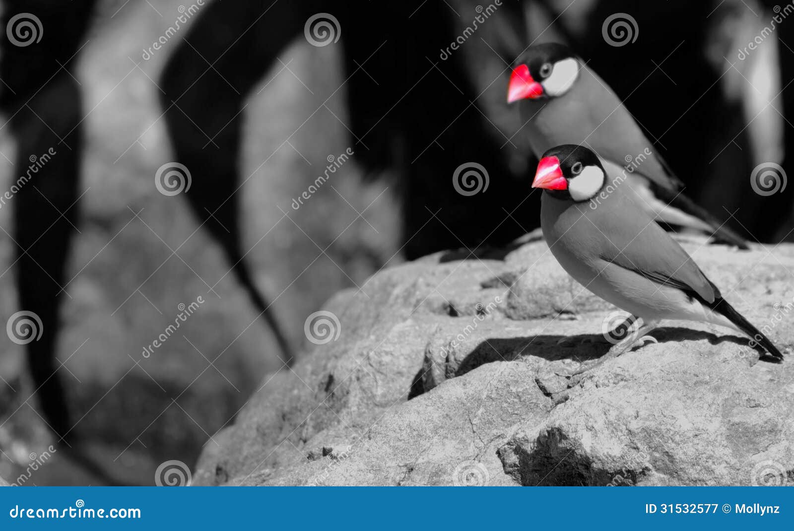 Java Sparrows (Padda Oryzivora) Stock Image - Image of beak, pair: 31532577