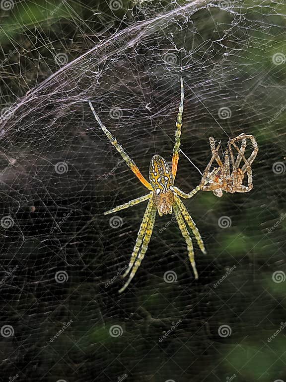Java spider in the web stock photo. Image of arthropod - 210067828