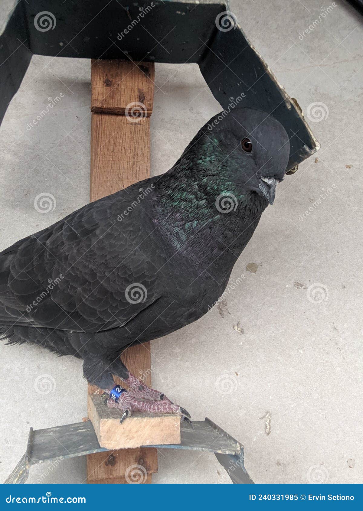 Sungut Stock Photos - Free & Royalty-Free Stock Photos from Dreamstime