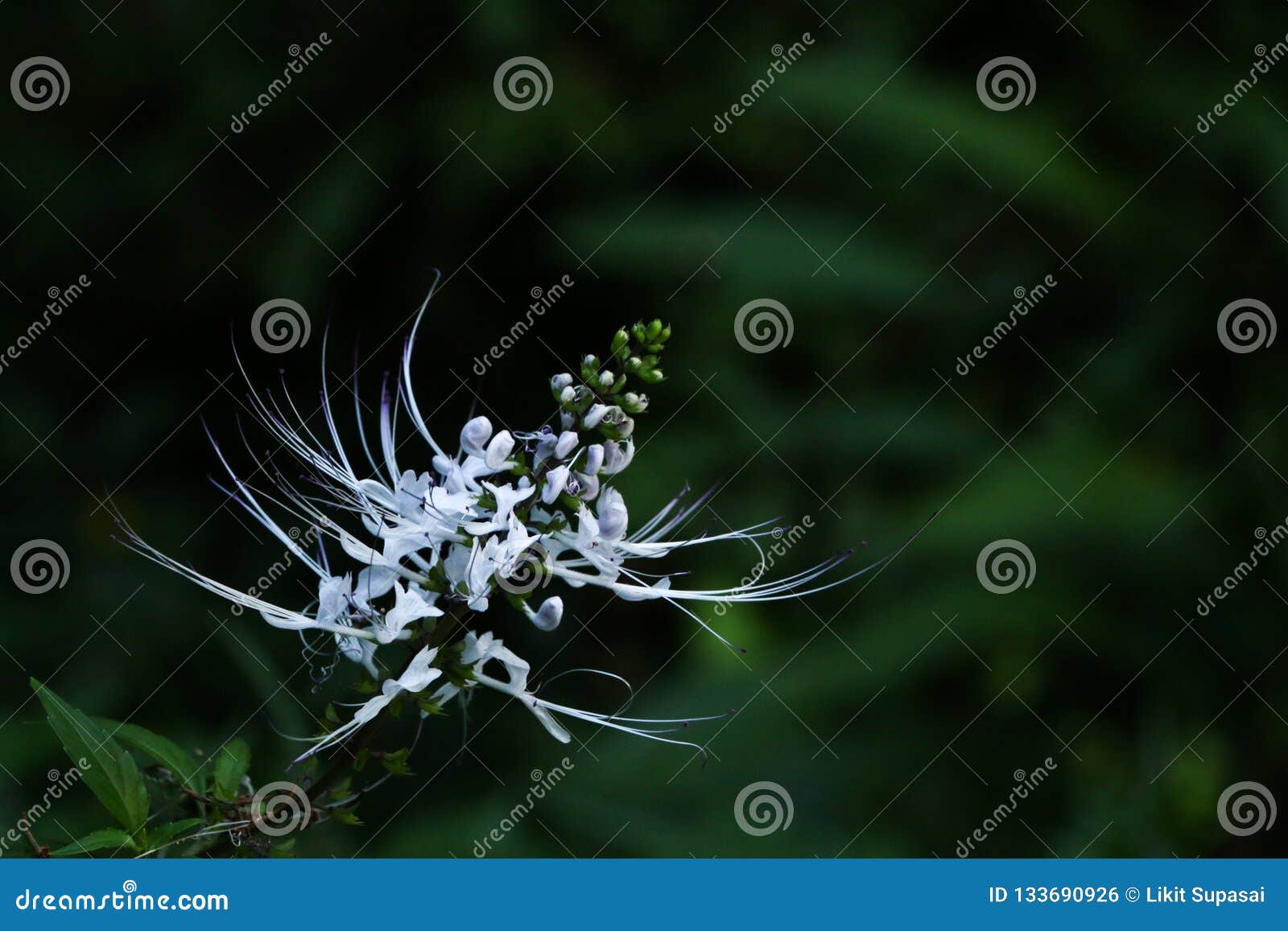 Java Tea at Garden Close Up Stock Photo - Image of outdoor, floral ...