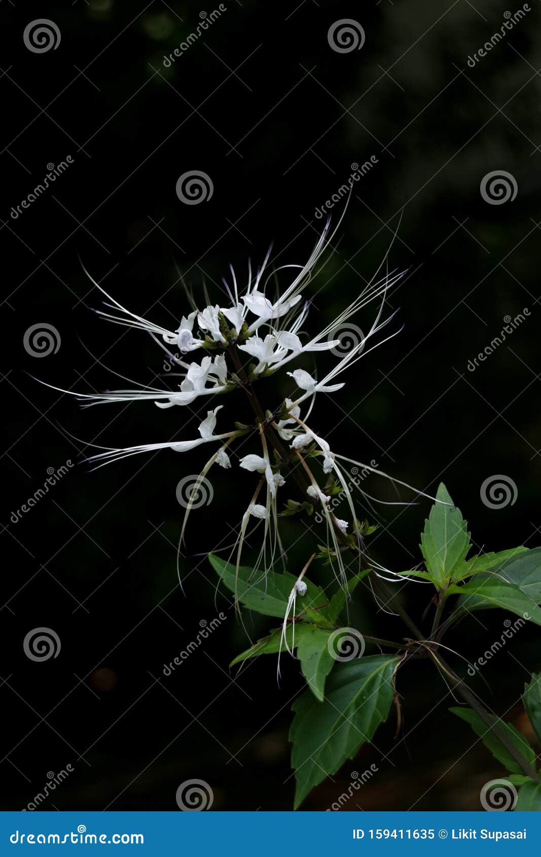 Java teaclose up in garden stock image. Image of closeup - 159411635