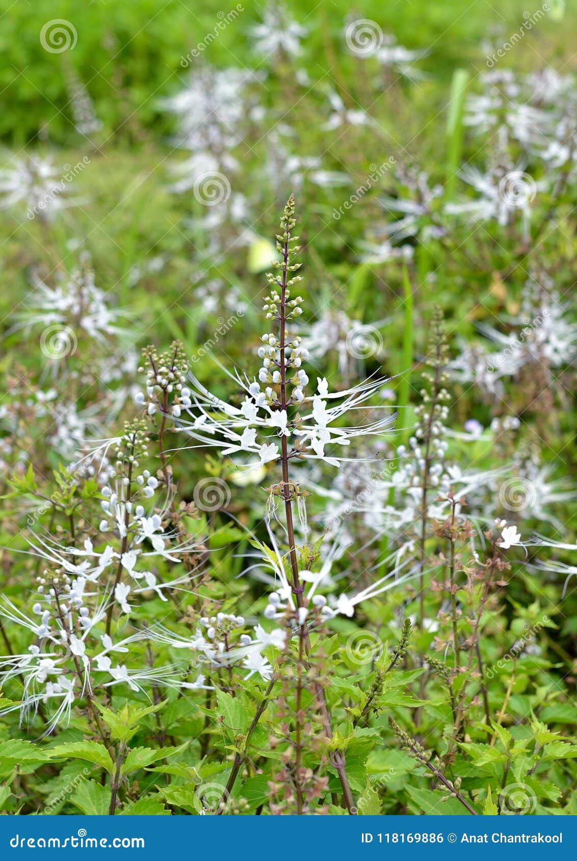 Java Tea, Kidney Tea Plant, Cat`s Whiskers Tree Orthosiphon Aristatus ...