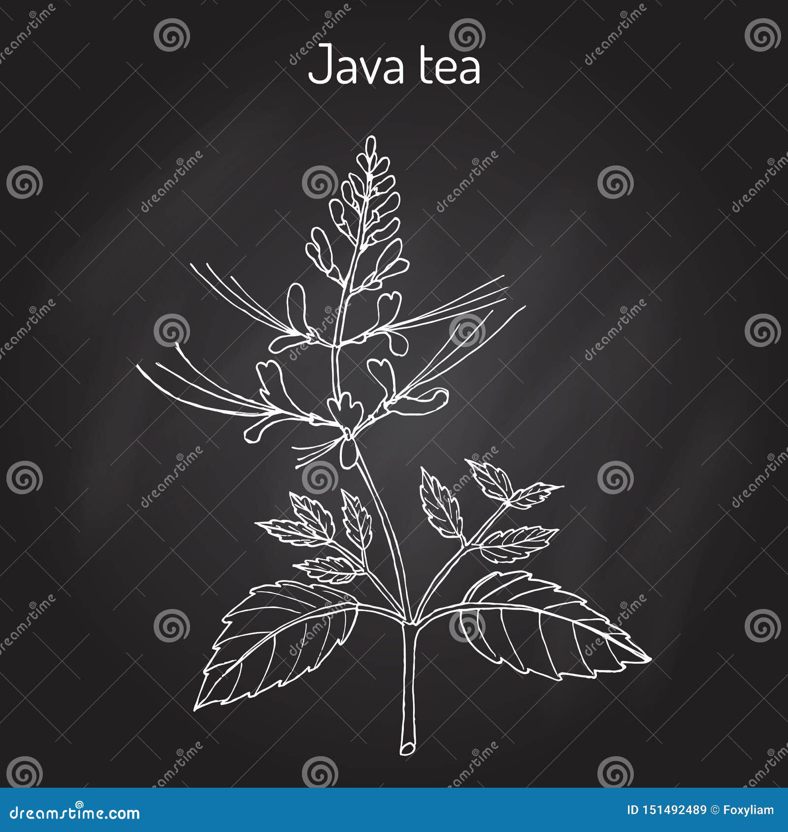 Java Tea Orthosiphon Stamineus , Medicinal Plant Stock Vector ...