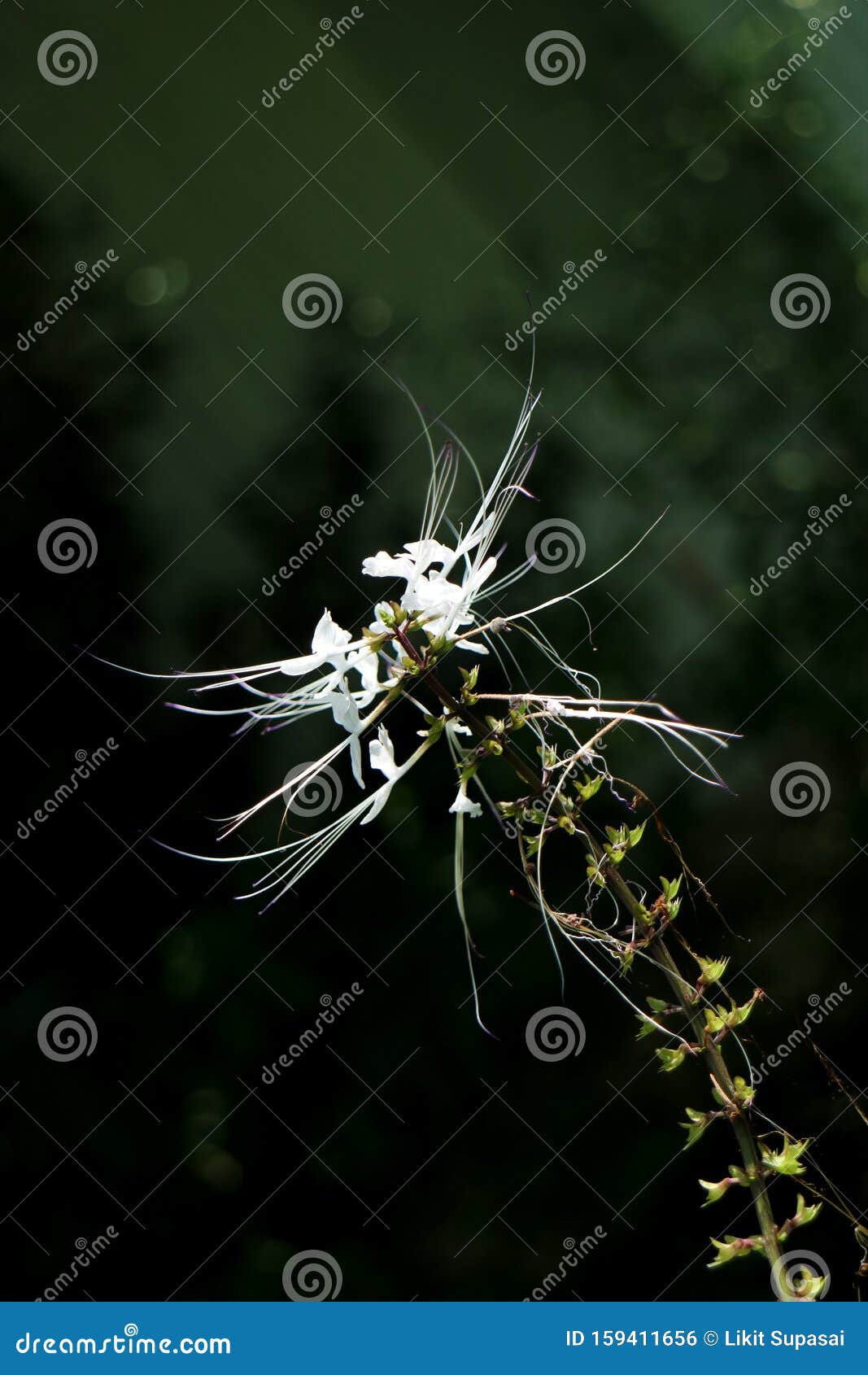 Java teaclose up in garden stock photo. Image of natural - 159411656
