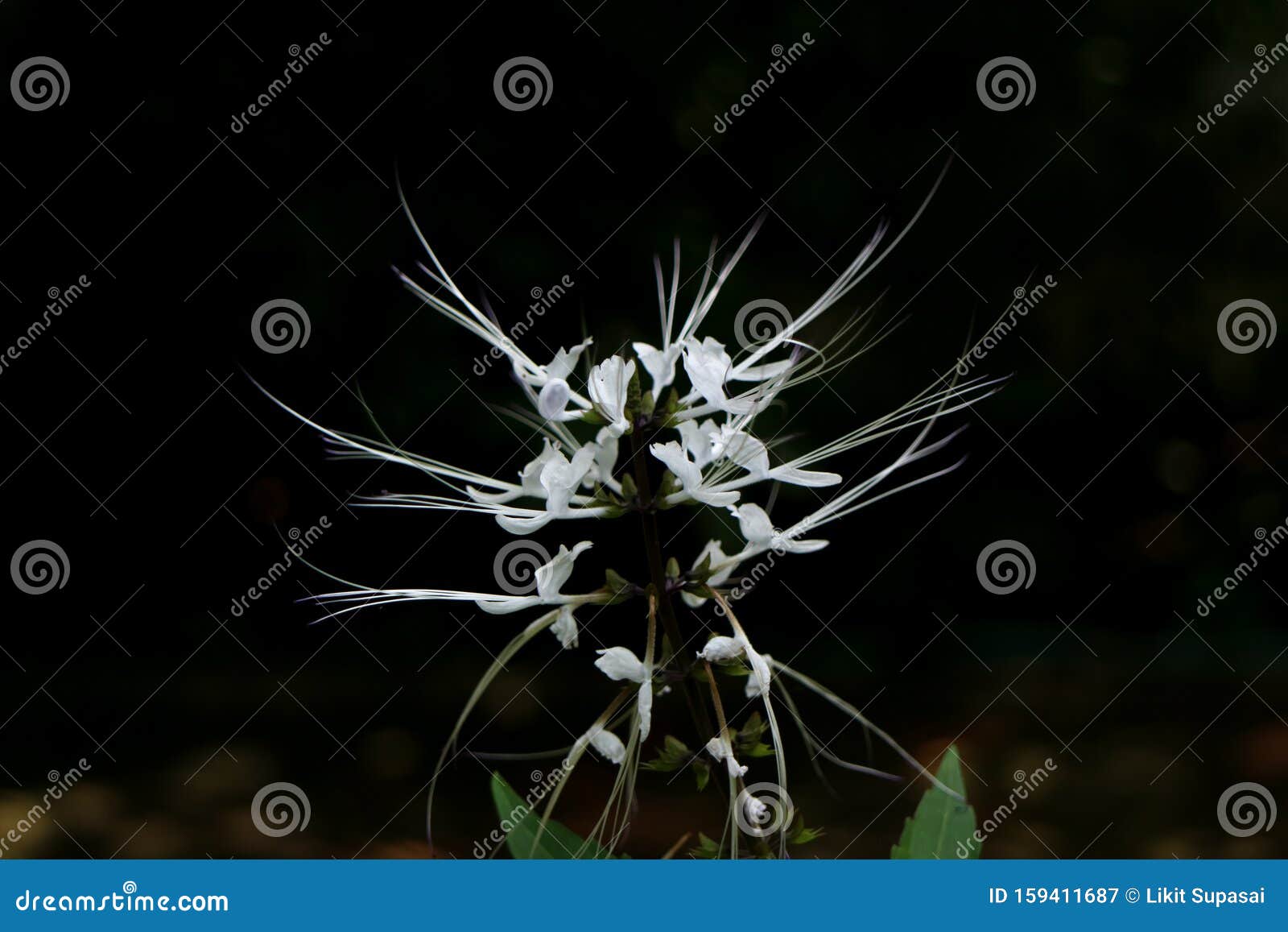 Java teaclose up in garden stock image. Image of tropical - 159411687