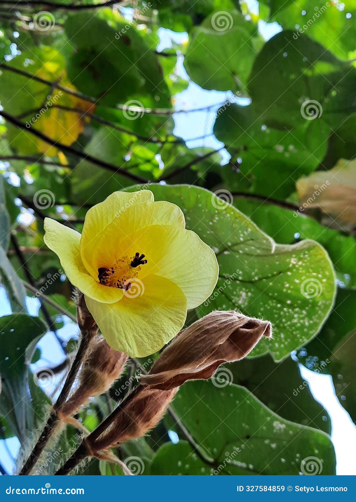 Java Teak Leaf Flower stock image. Image of detail, grass - 327584859