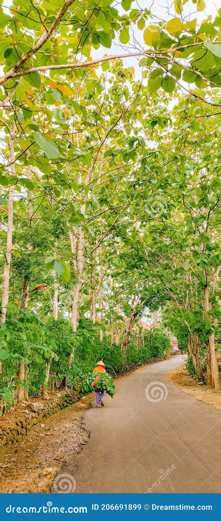 Java Verde Indonesia Maravilloso Imagen de archivo - Imagen de arbusto ...