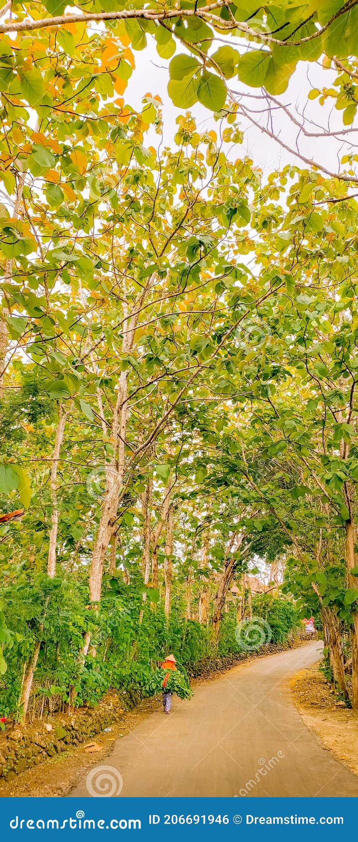 Java Verde Indonesia Maravilloso Foto de archivo - Imagen de arce ...