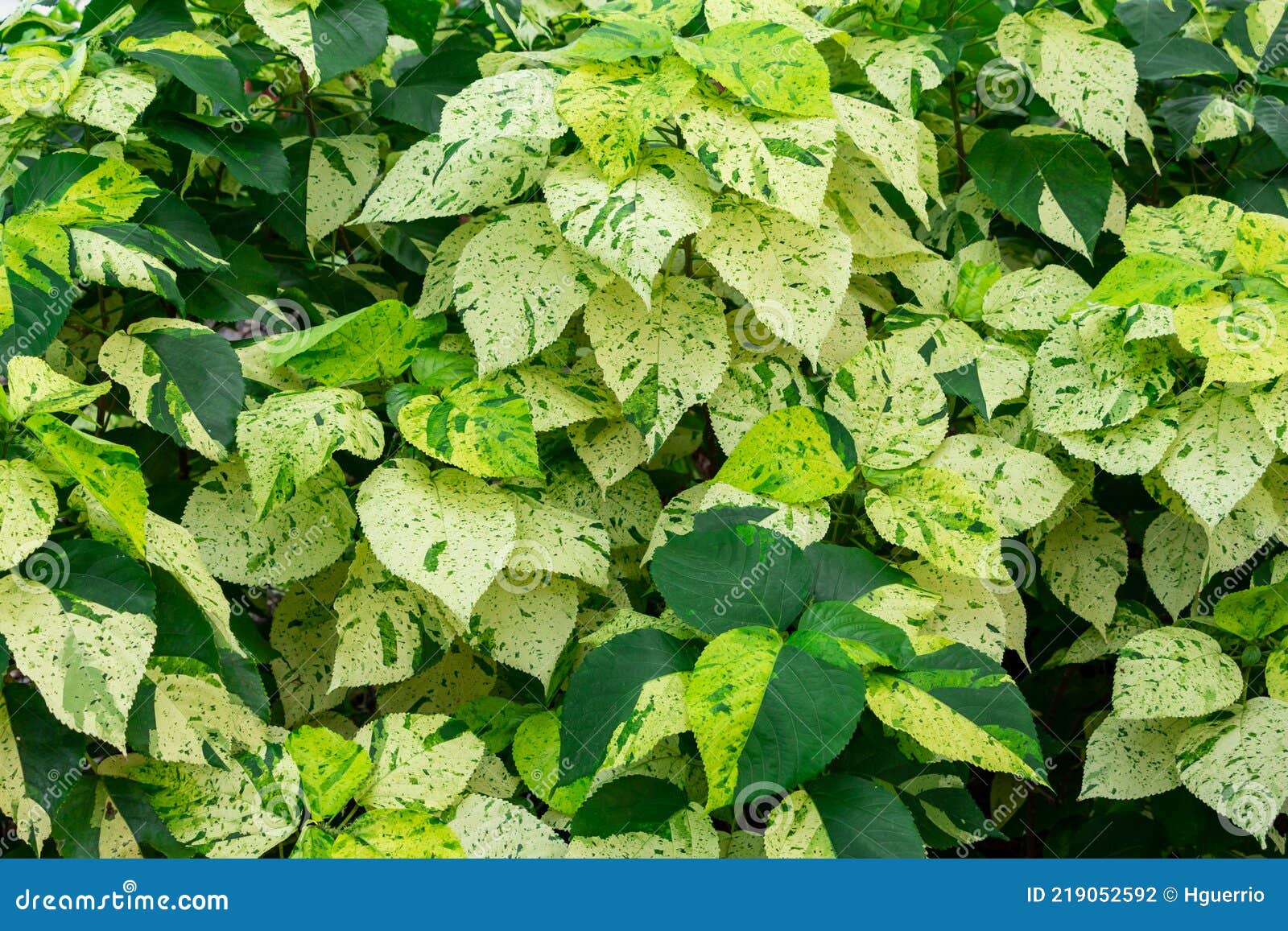 Java White Copperleaf Acalypha Wilkesiana Pembroke Pines Florida Usa ...