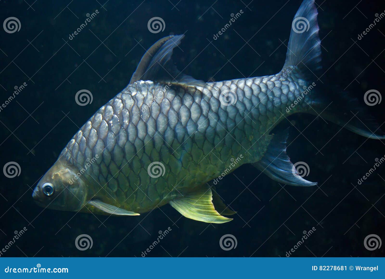 Java-Widerhaken Barbonymus-gonionotus Stockbild - Bild von nahrung ...