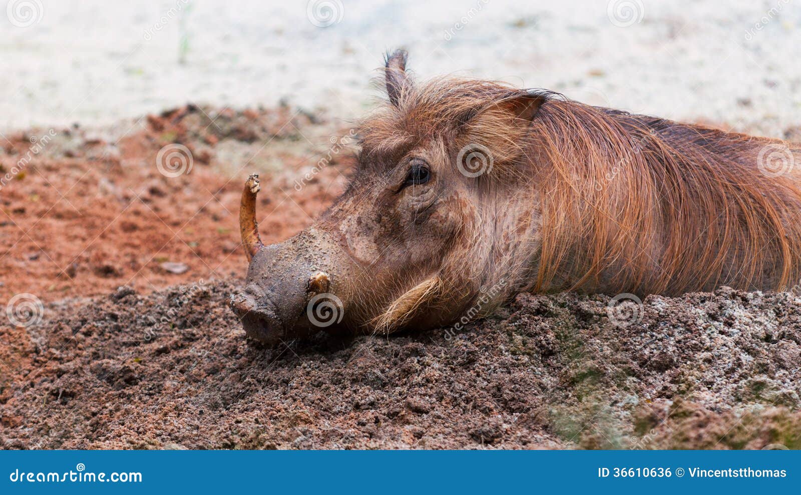 Javali africano comum foto de stock. Imagem de africano - 36610636