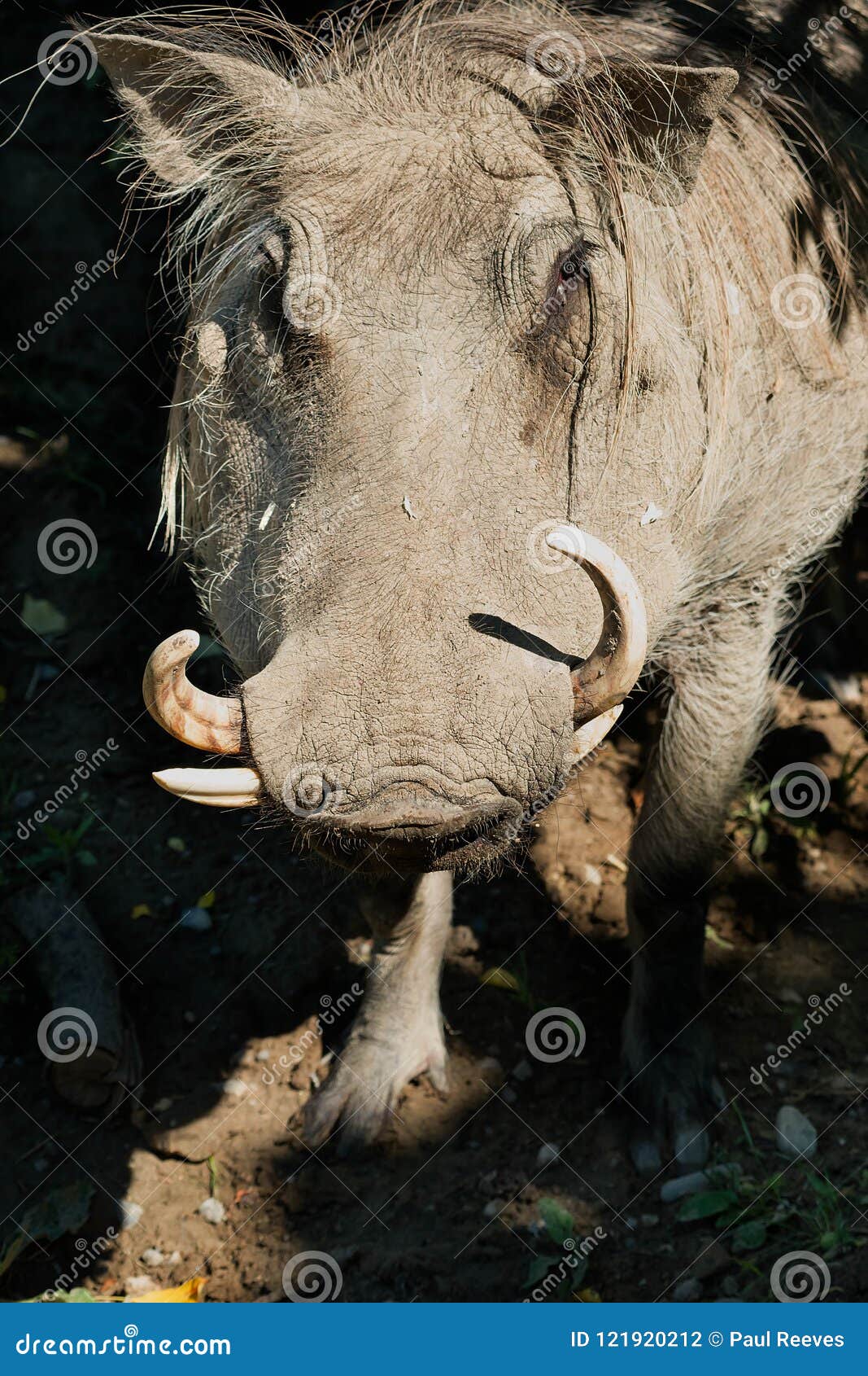 Javali Africano Comum - Africanus Do Phacochoerus Foto de Stock ...