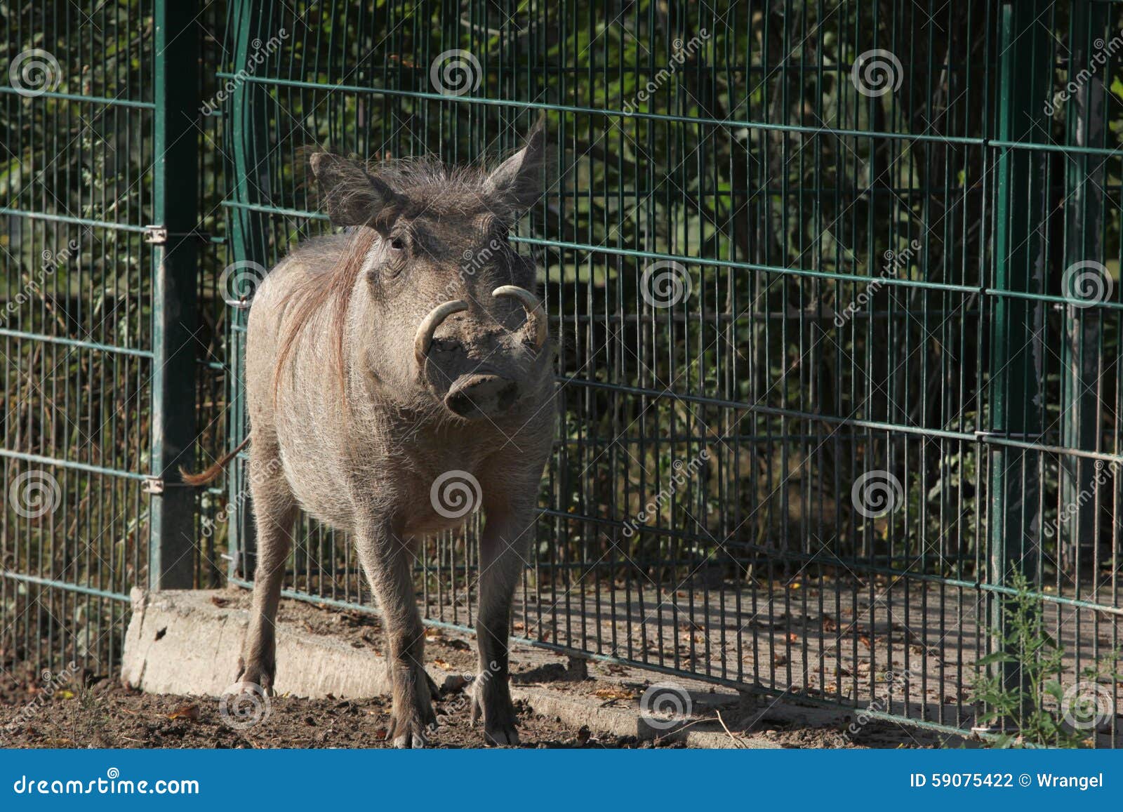 Javali Africano Comum (africanus Do Phacochoerus) Foto de Stock ...