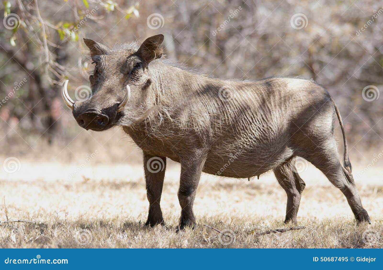 Javali Africano Na Grama Seca No Parque De Kruger Imagem de Stock ...