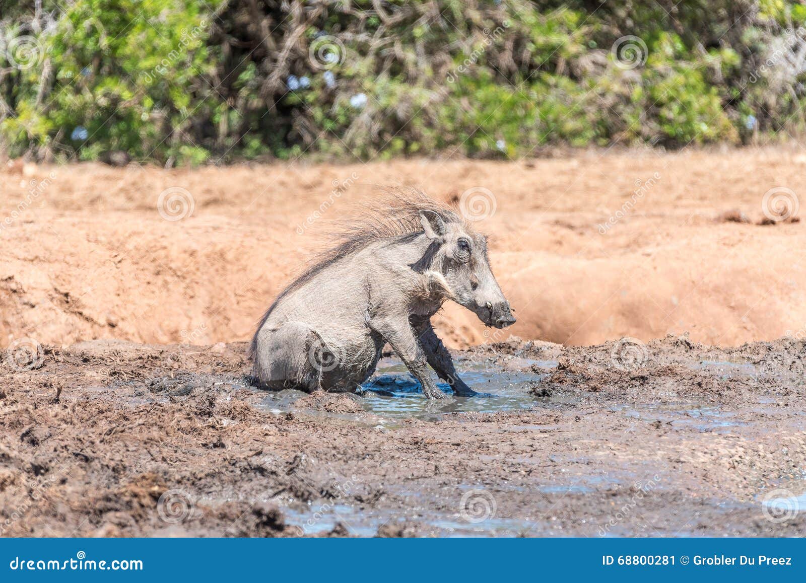 Javali Africano Que Senta-se Na Lama Imagem de Stock - Imagem de ...