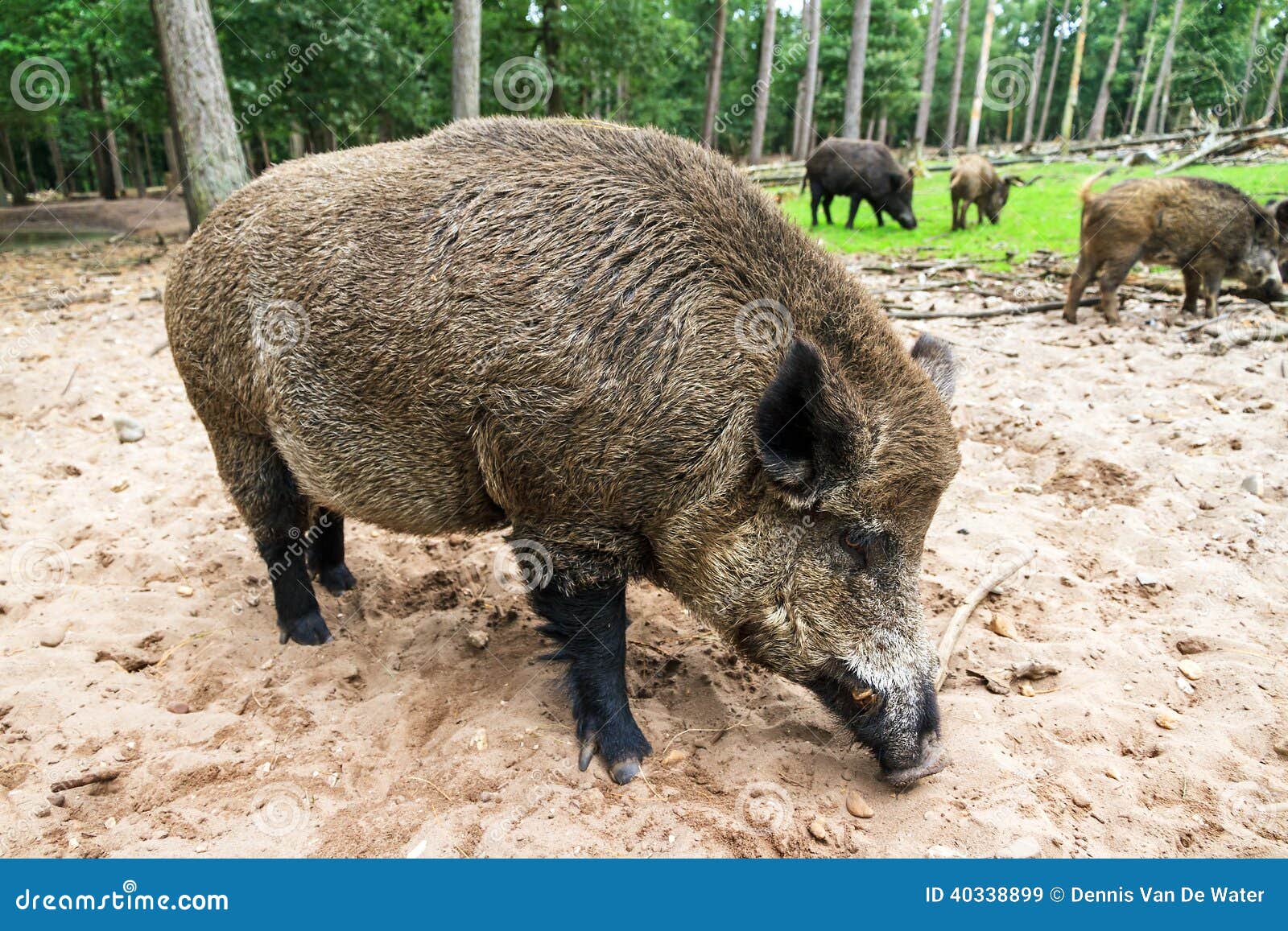Javali de Scrofa imagem de stock. Imagem de perigo, retrato - 40338899