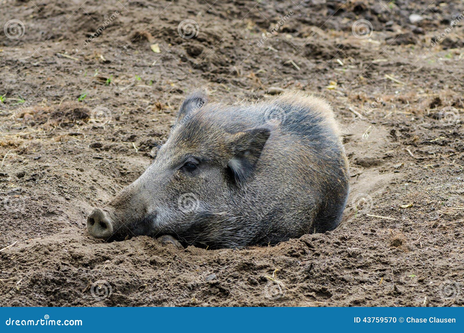 Javali euro-asiático foto de stock. Imagem de alerta - 43759570