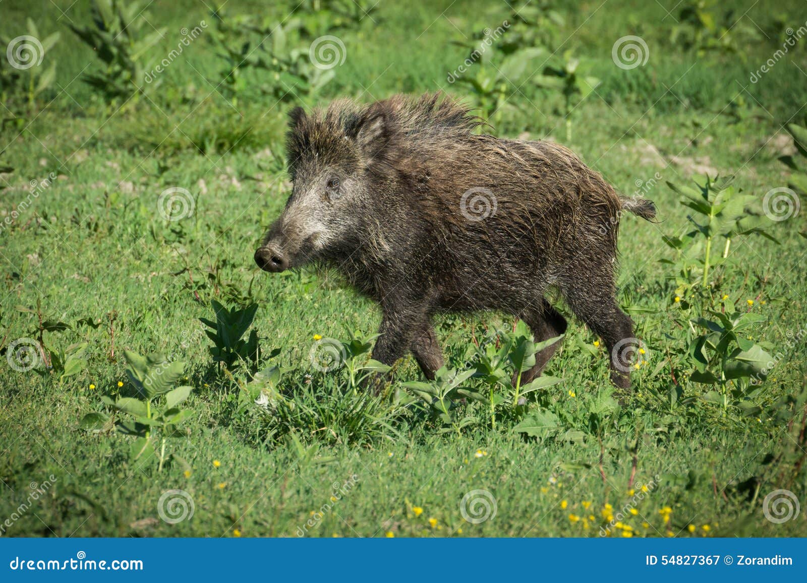 imagens de stock Javali Europeu - Baixe 271 Royalty Free