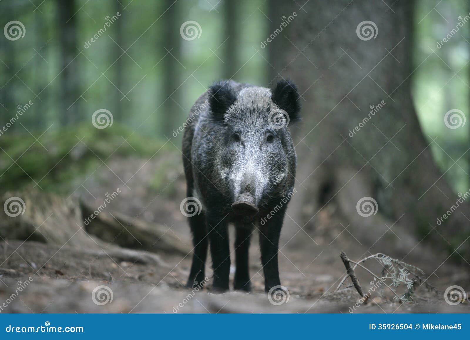 Javali, scrofa do Sus foto de stock. Imagem de animal - 35926504