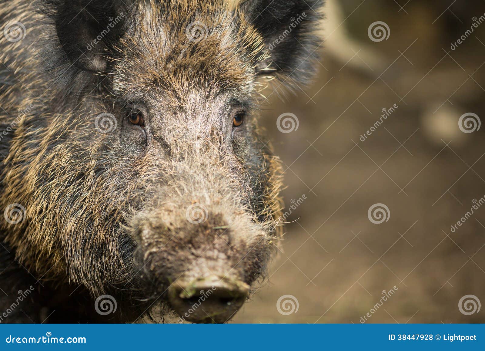 Javali (scrofa do Sus) foto de stock. Imagem de sujo - 38447928
