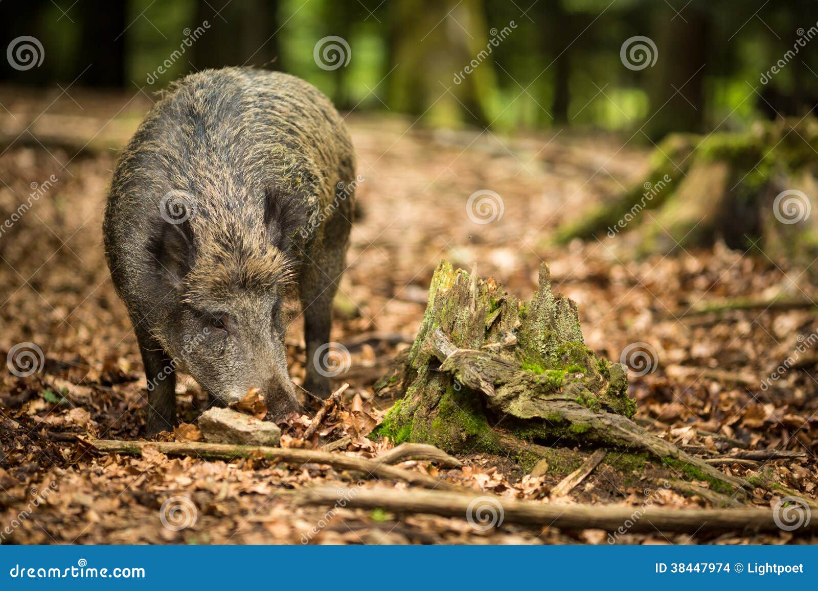 Javali (scrofa do Sus) foto de stock. Imagem de dominante - 38447974