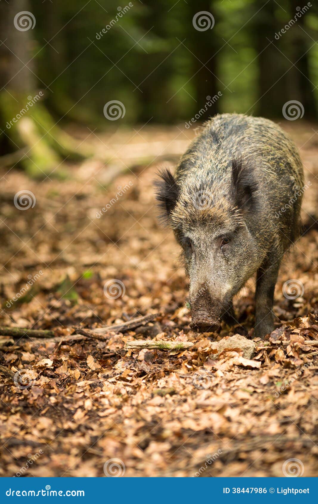 Javali (scrofa do Sus) foto de stock. Imagem de ensina - 38447986