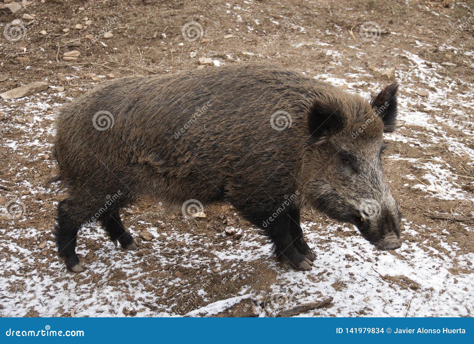 Javali, Scrofa Do Sus, Spain Foto de Stock - Imagem de habitat, olhar ...