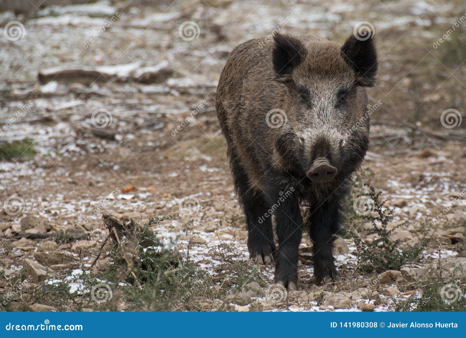 Javali, Scrofa Do Sus, Spain Foto de Stock - Imagem de reto, porco ...