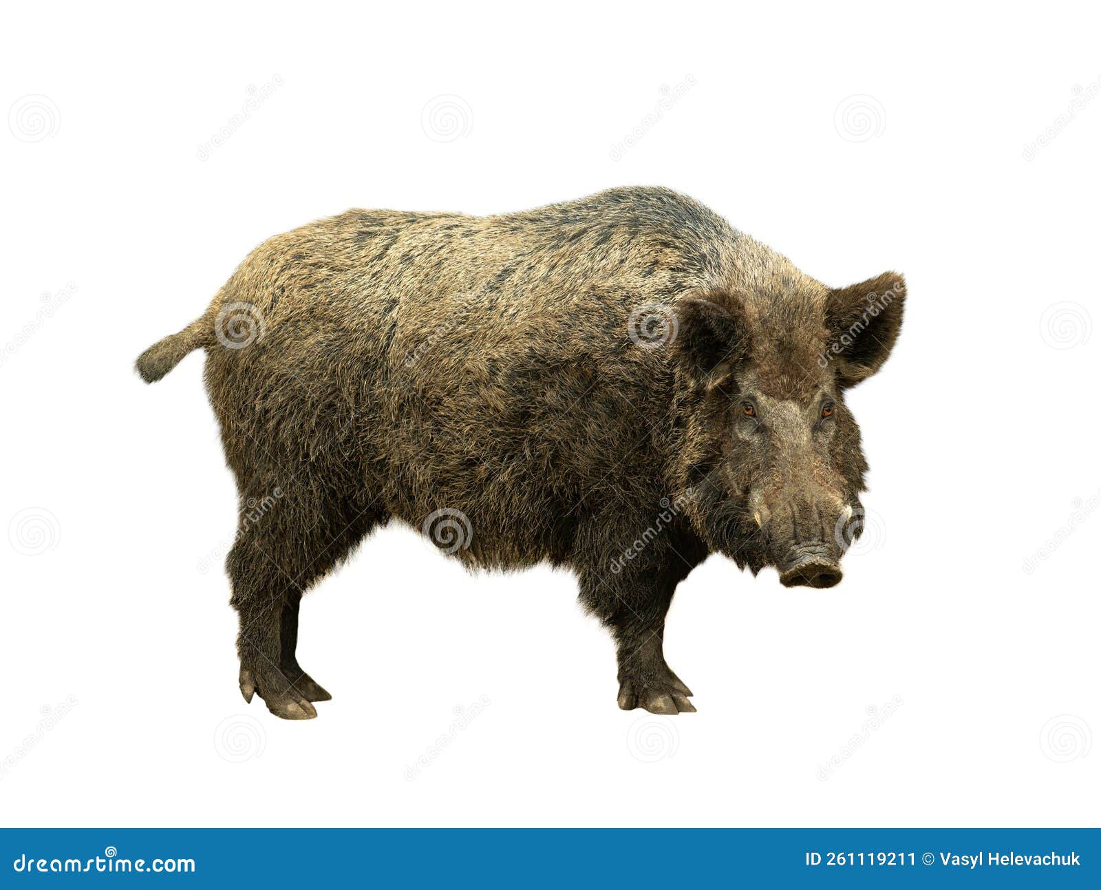 Javali Selvagem Isolado Em Fundo Branco Imagem de Stock - Imagem de ...