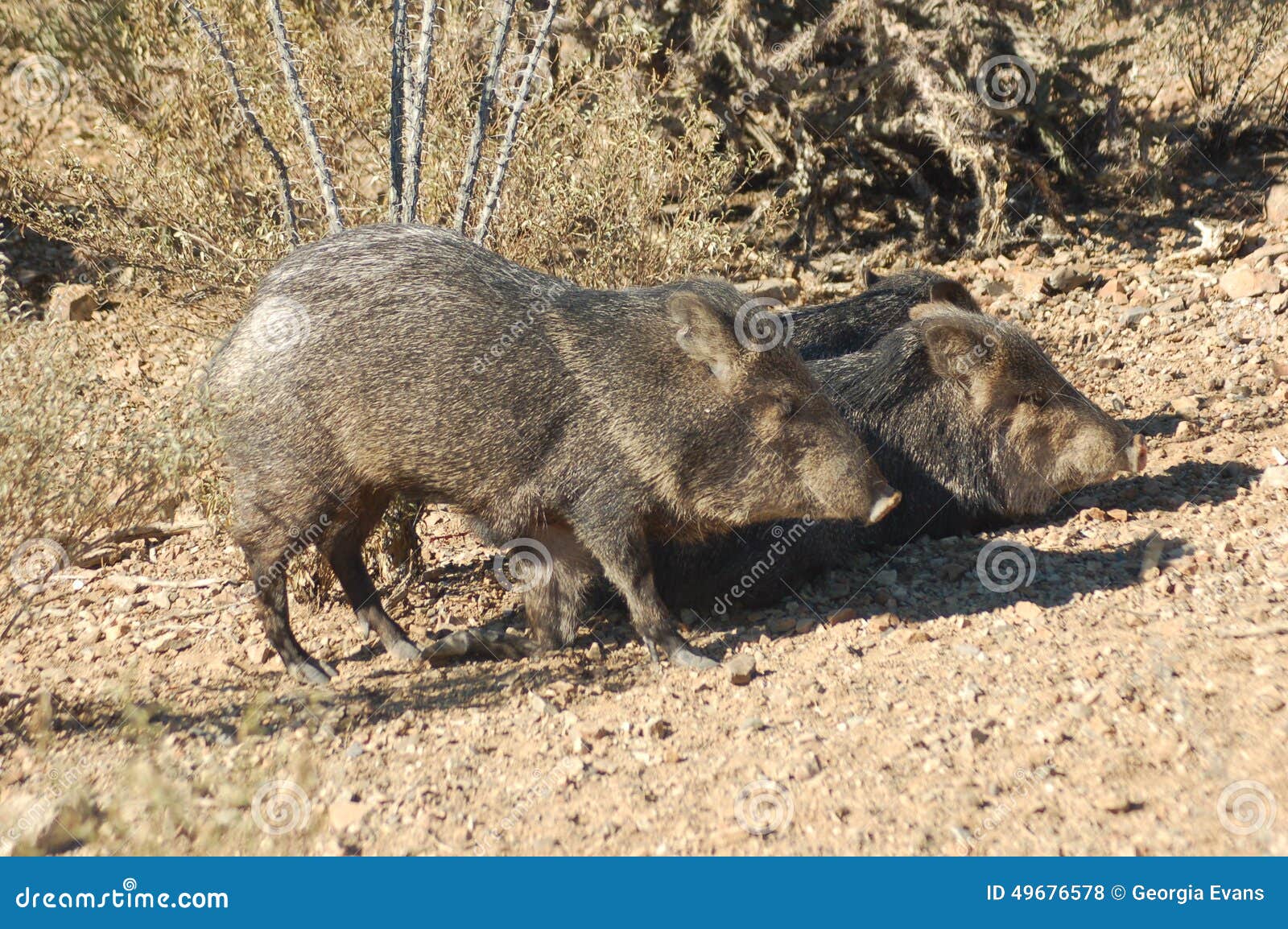 Javalinas stock photo. Image of wild, arizona, texas - 49676578