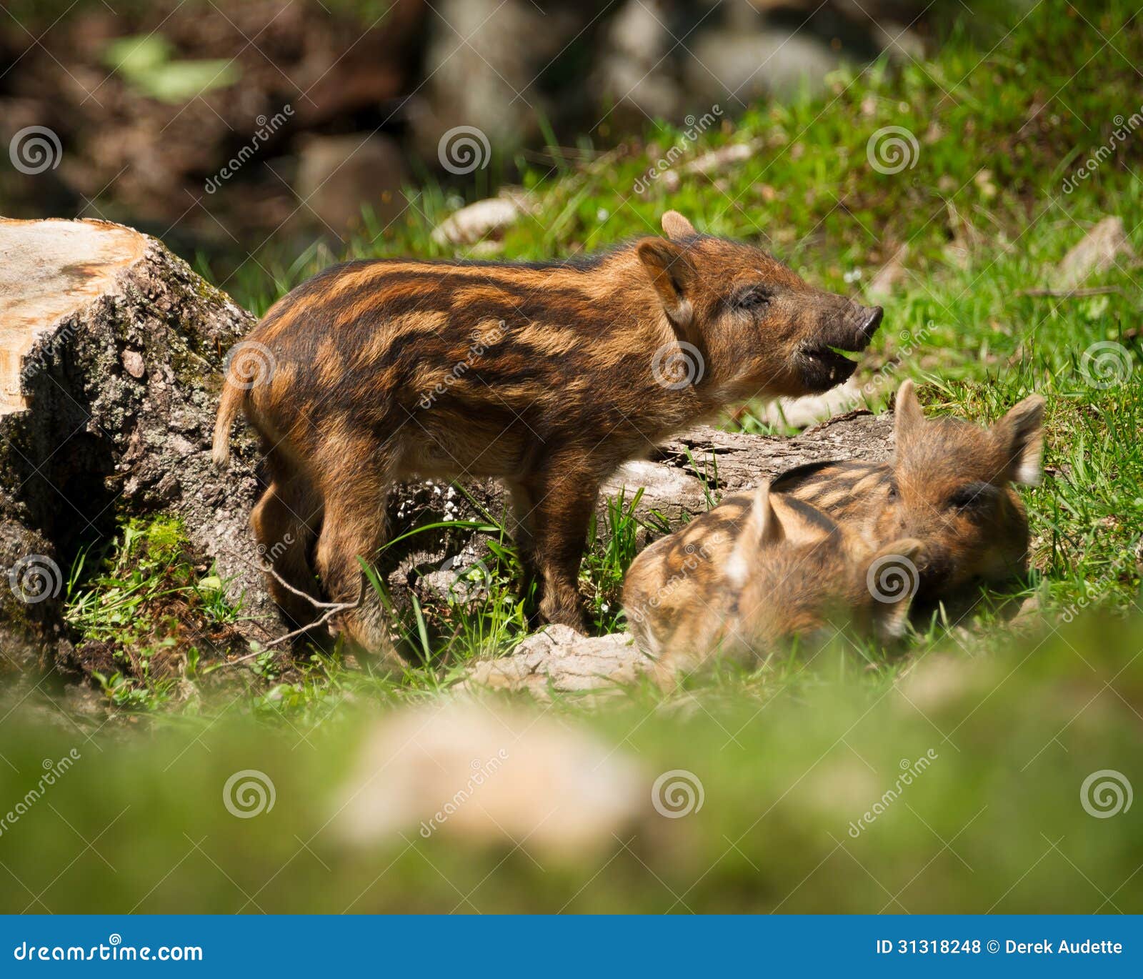 Javalis Do Bebê (scrofa Do Sus) Foto de Stock - Imagem de pele, lado ...