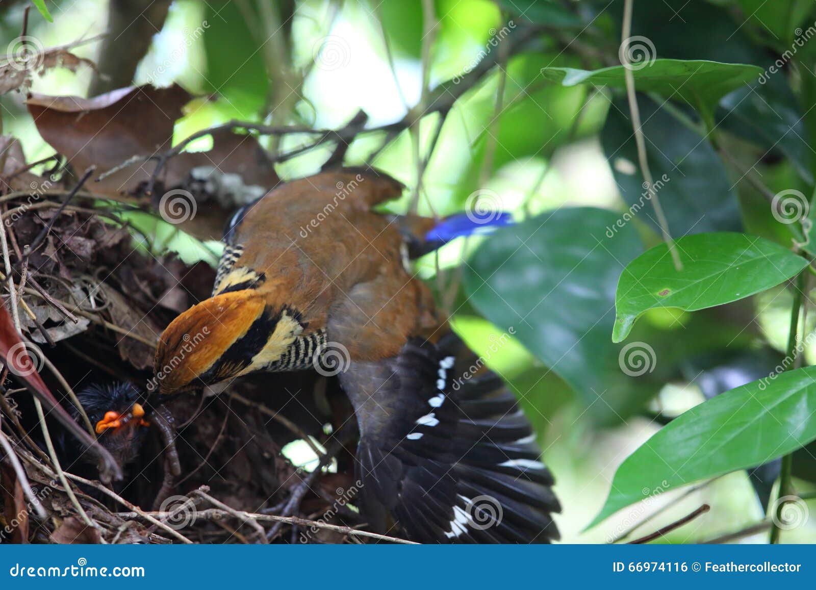 Javan Banded Pitta stock photo. Image of banded, wild - 66974116