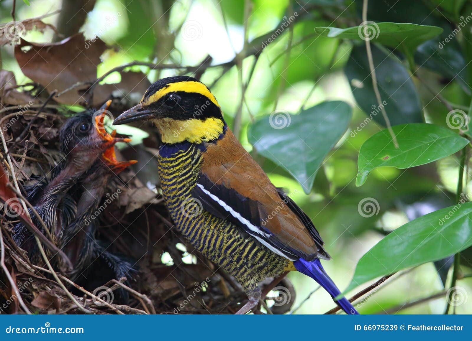 Javan Banded Pitta stock image. Image of banded, wild - 66975239