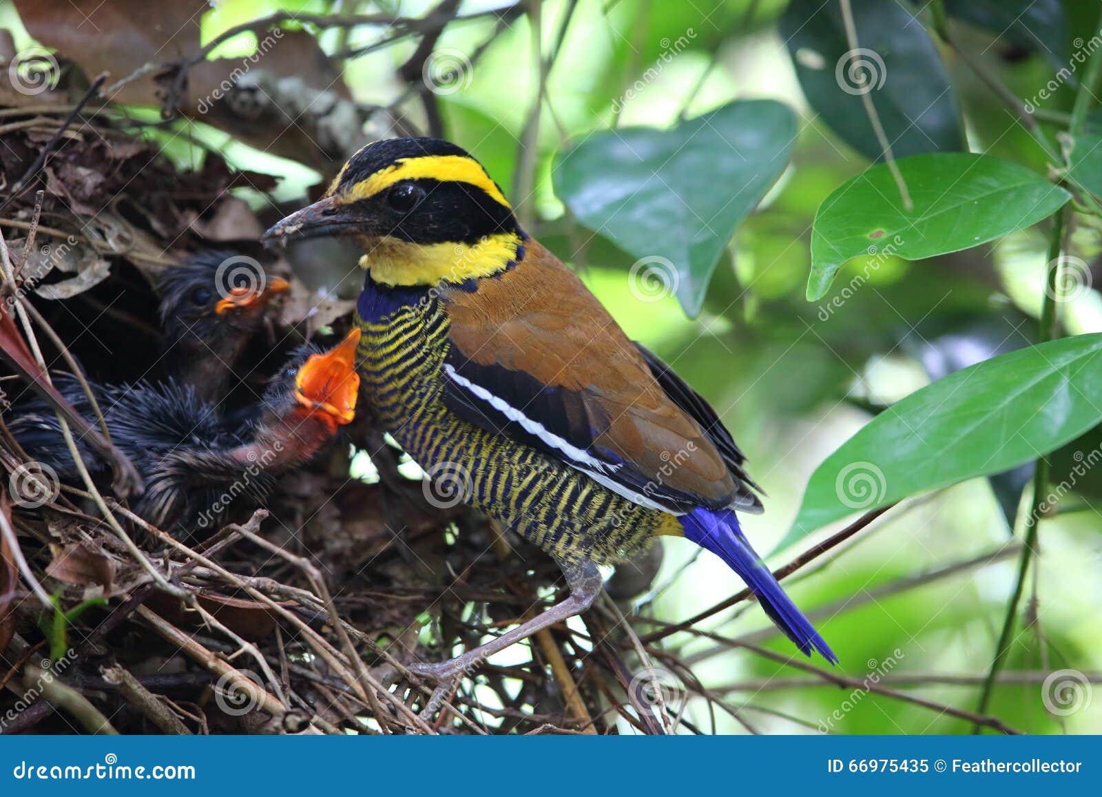 Javan Banded Pitta stock image. Image of wildlife, breeding - 66975435