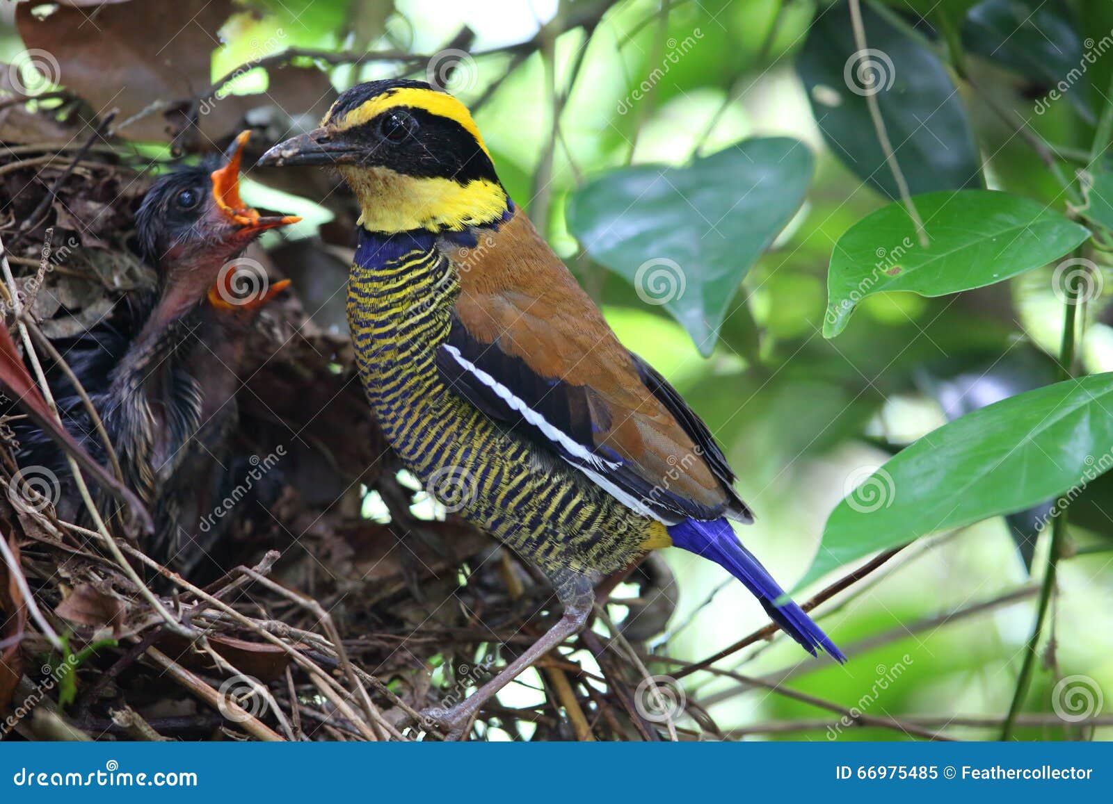 Javan Banded Pitta stock image. Image of pitta, wild - 66975485