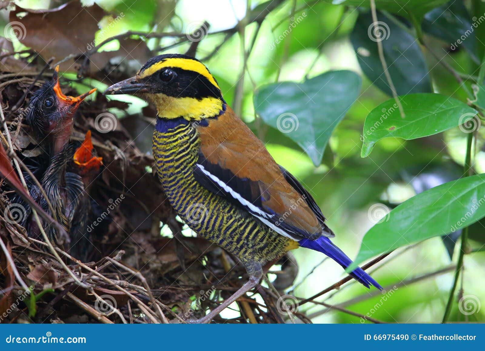 Javan Banded Pitta stock photo. Image of borneo, natural - 66975490