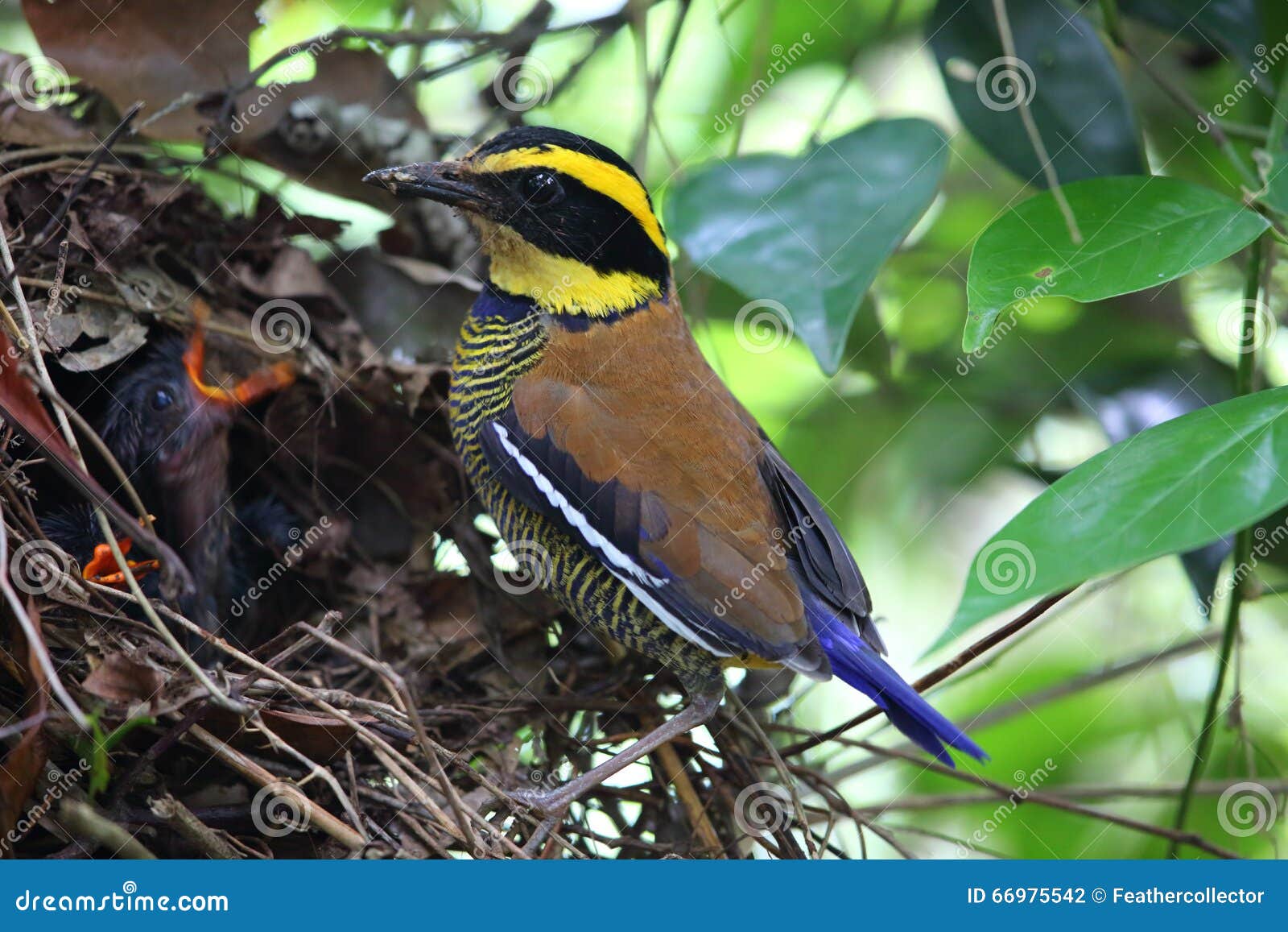 Javan Banded Pitta stock photo. Image of malaysia, indonesian - 66975542