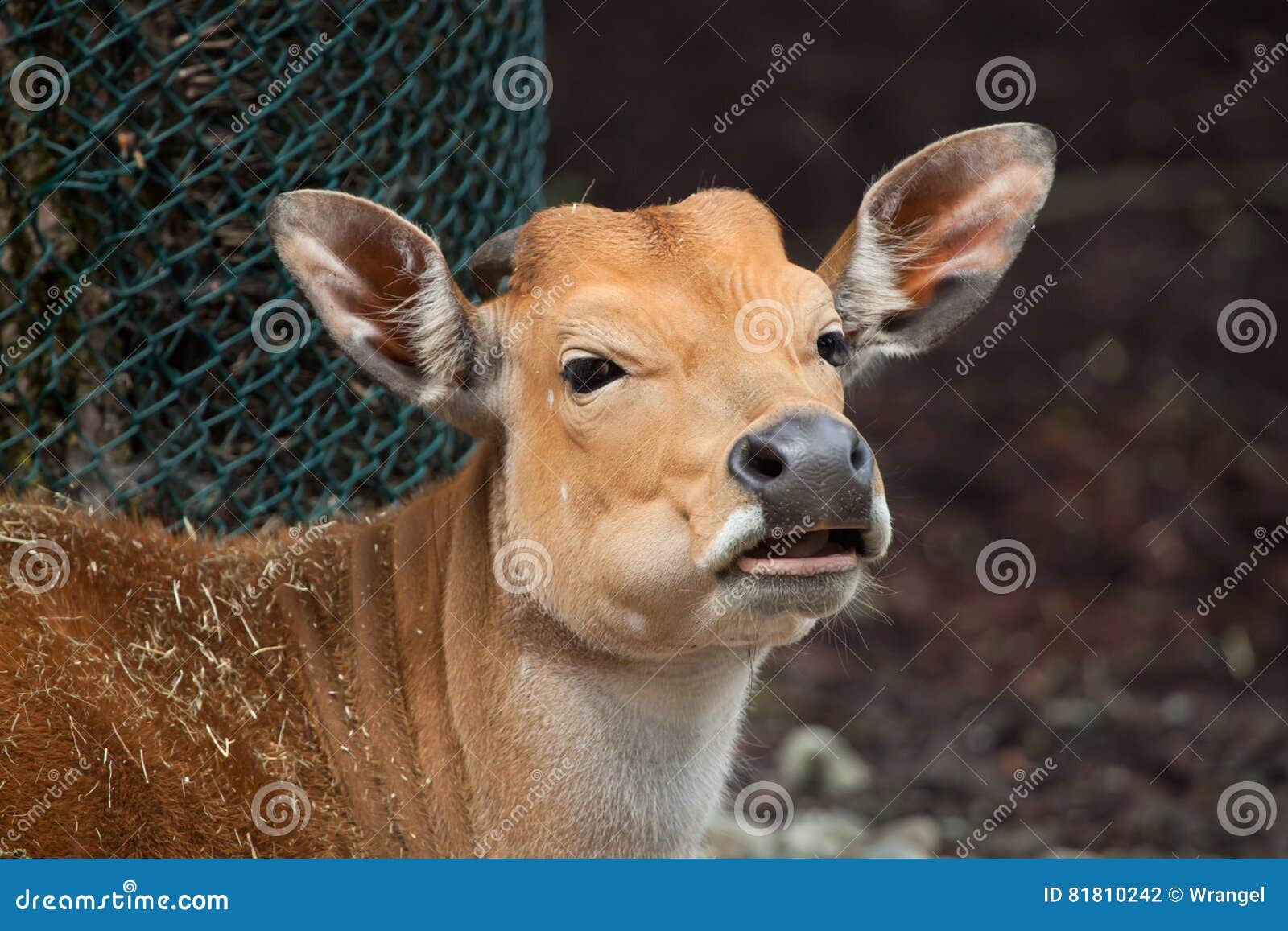 Javan Banteng Bos Javanicus Stock Photo - Image of fauna, female: 81810242
