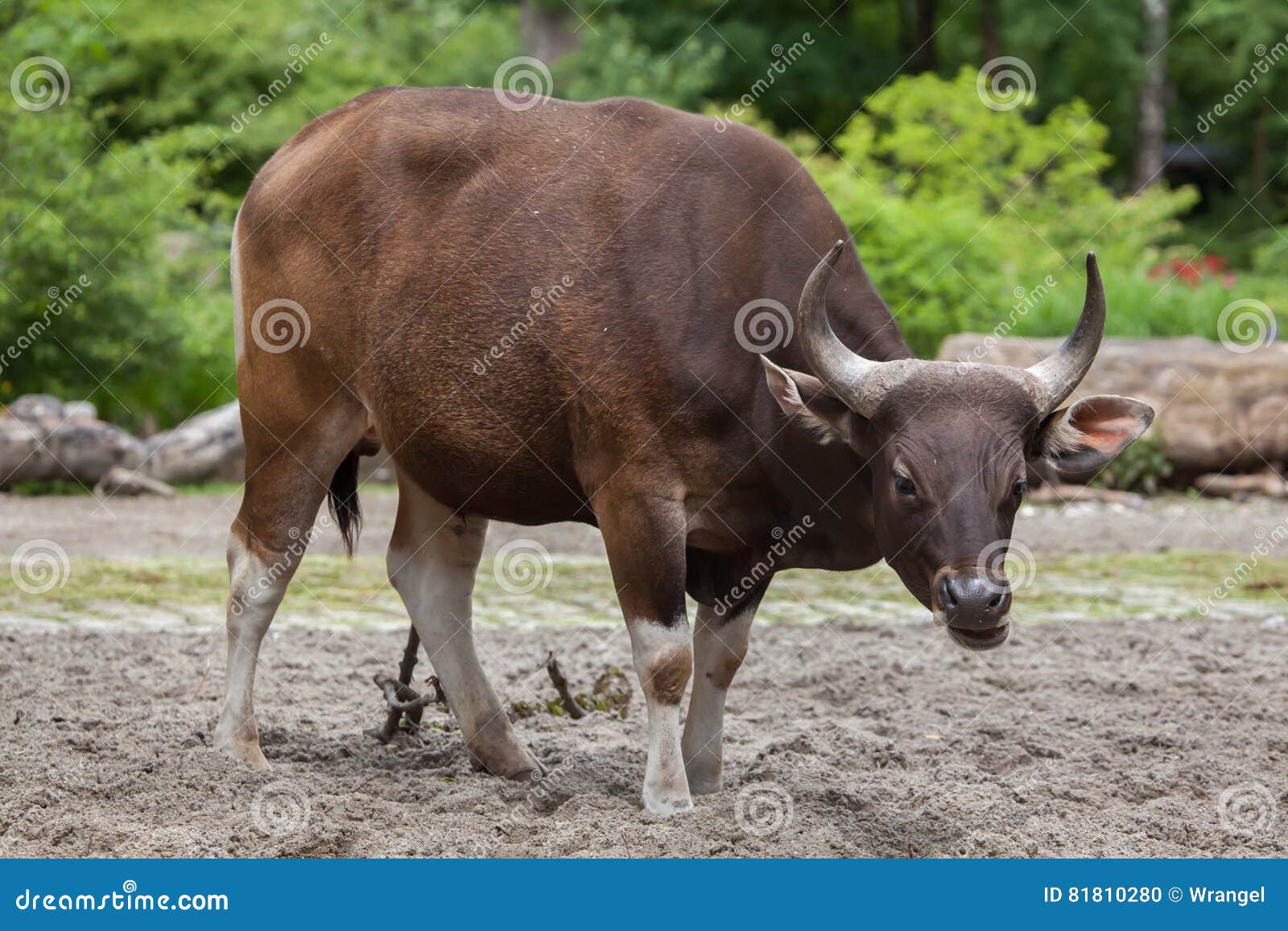 Javan Banteng Bos Javanicus, Also Known As The Tembadau Royalty-Free ...