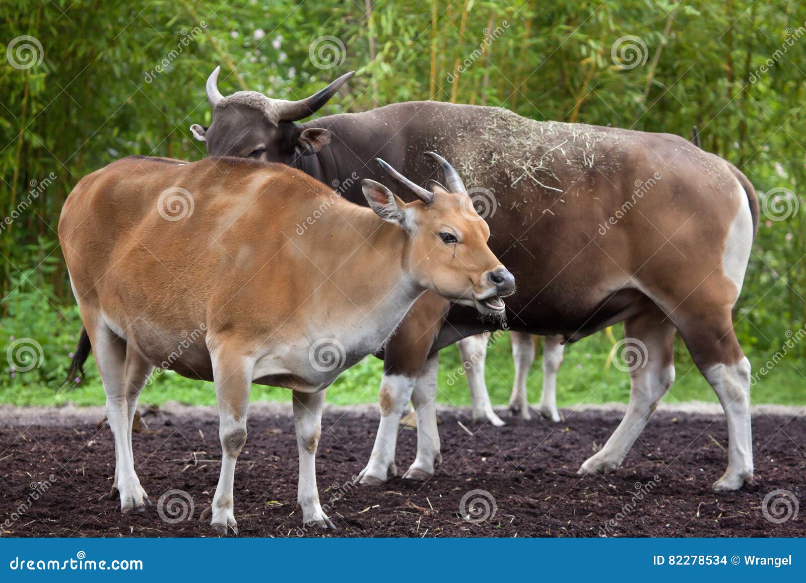 Javan Banteng Bos Javanicus Stock Photo - Image of buff, domestic: 82278534