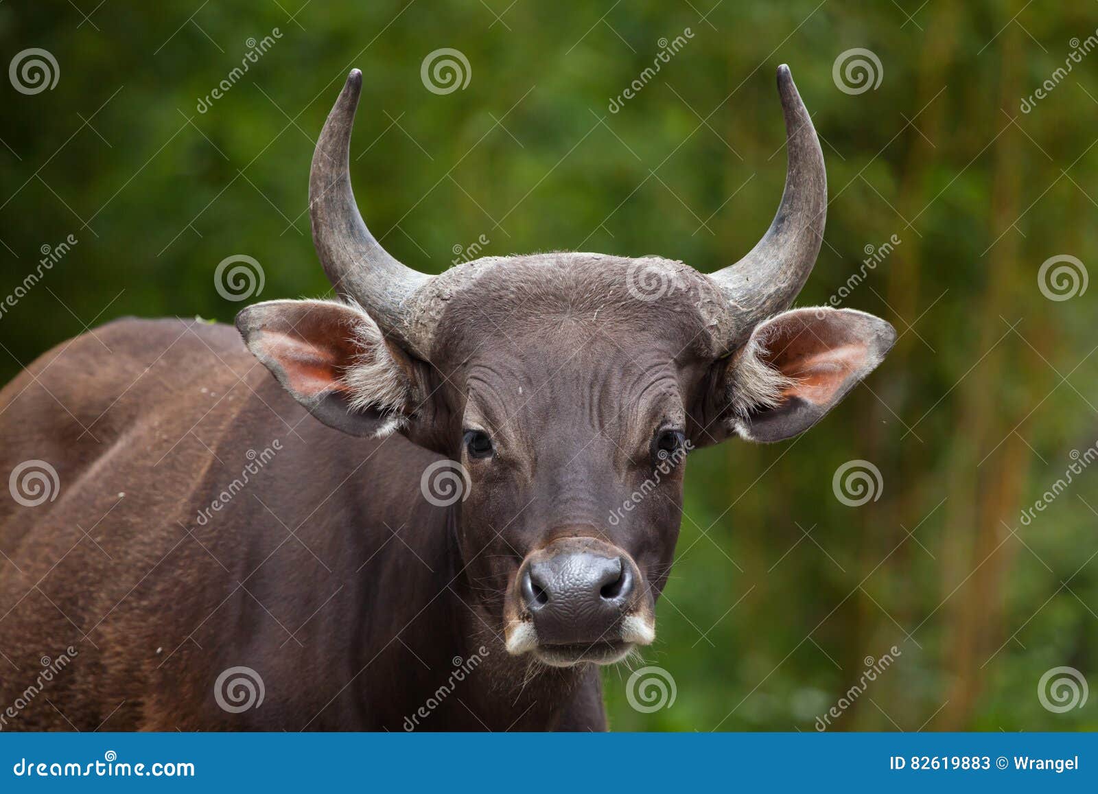 Javan Banteng Bos Javanicus Stock Image - Image of artiodactyla ...